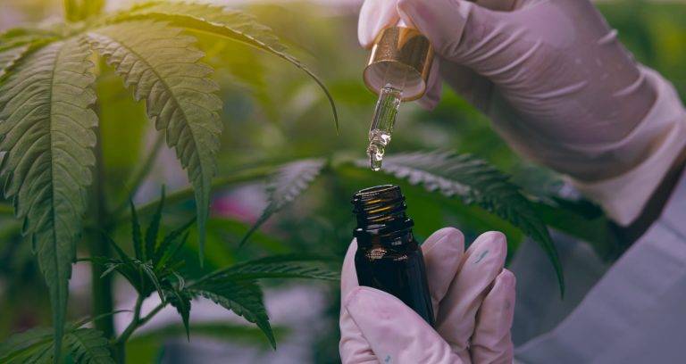 ¿Cómo Encontrar El Mejor Doctor de Cannabis Para Tí? - TCC